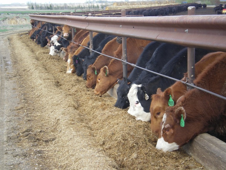 Backgrounding calves should be a profitable venture this year