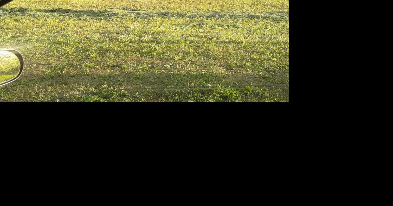 Properly curing hay crucial for feed quality