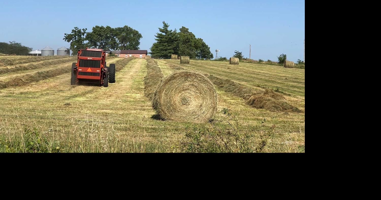 More hay cuttings depend on rain
