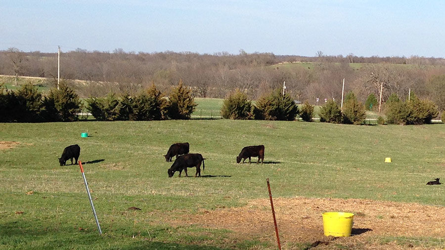 Fertilizing pastures early can boost forage growth