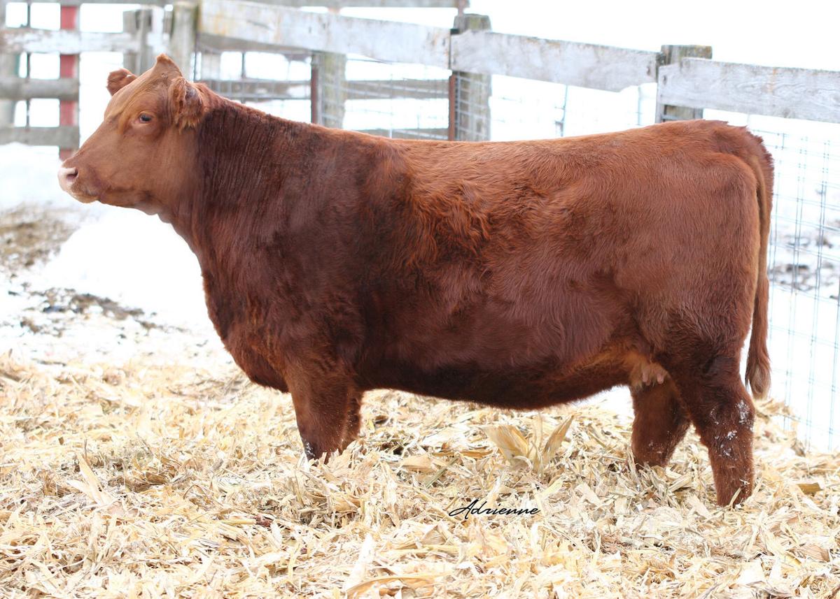 New Circle S lambing barn quickly fills up with ewes/lambs | Producer ...