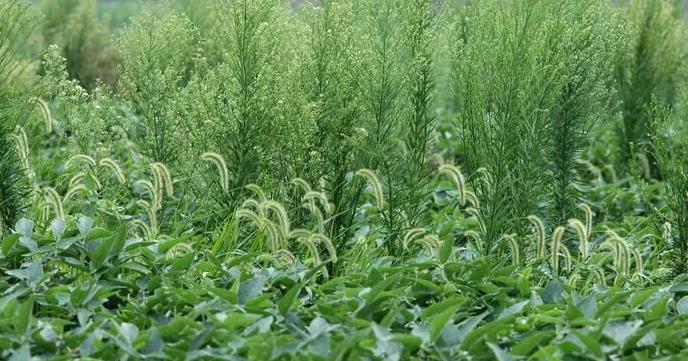 No 'silver bullet' for weed control