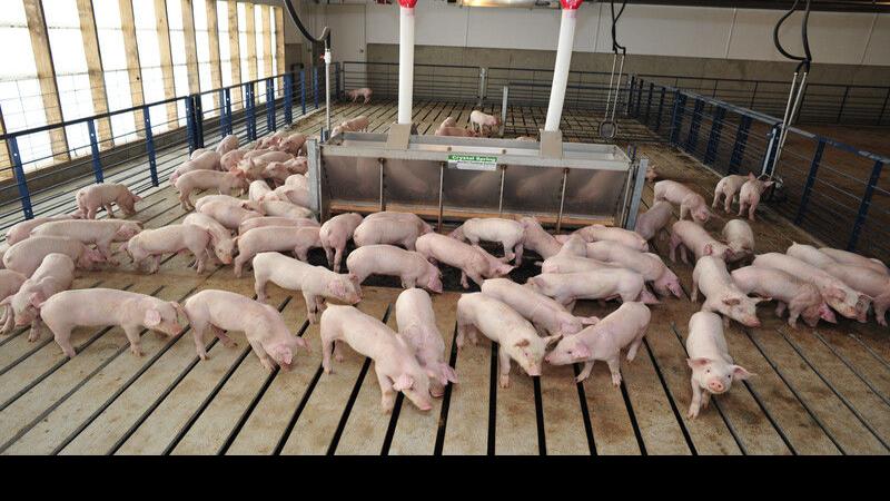 Some surprises in USDA’s hogs and pigs inventory report | Livestock ...