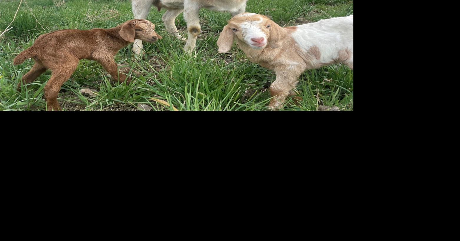 Kidding on pasture gives goats strong start