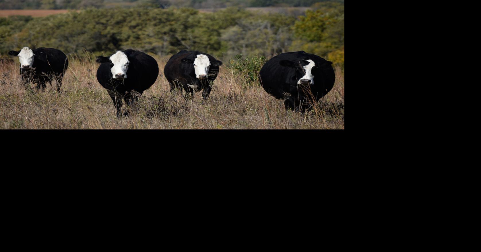 Building immunity in the cattle herd an important autumn goal