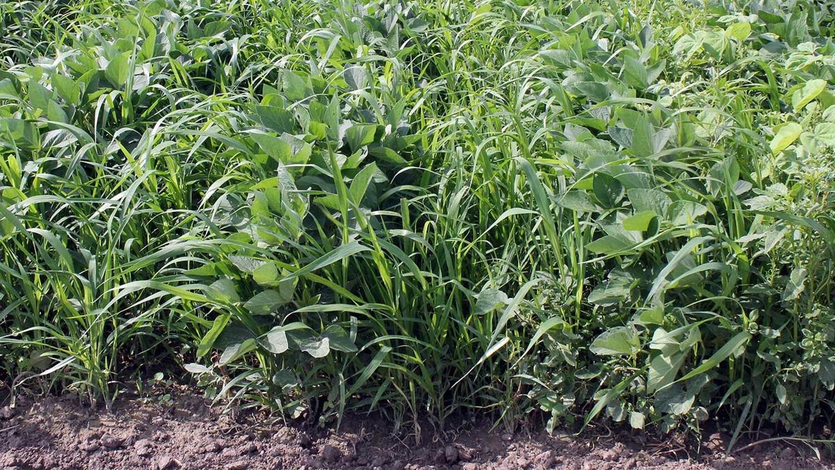 Climate change demands weed control