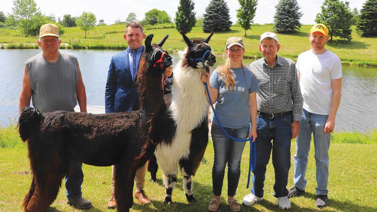 Llamas bring northeast Iowa family together