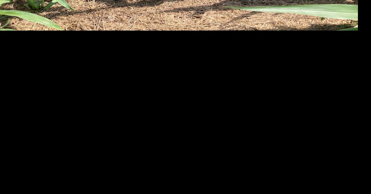 Steffen Farm forward focused