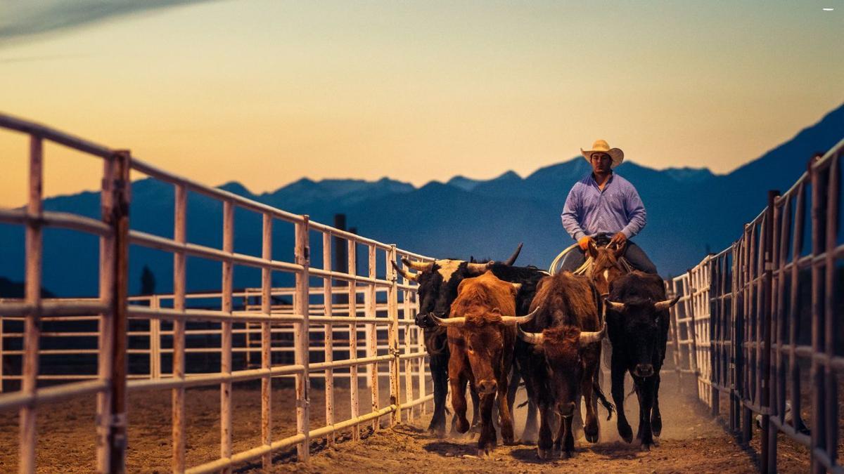 Low cattle inventory results in more feedlot heifers, long feeding