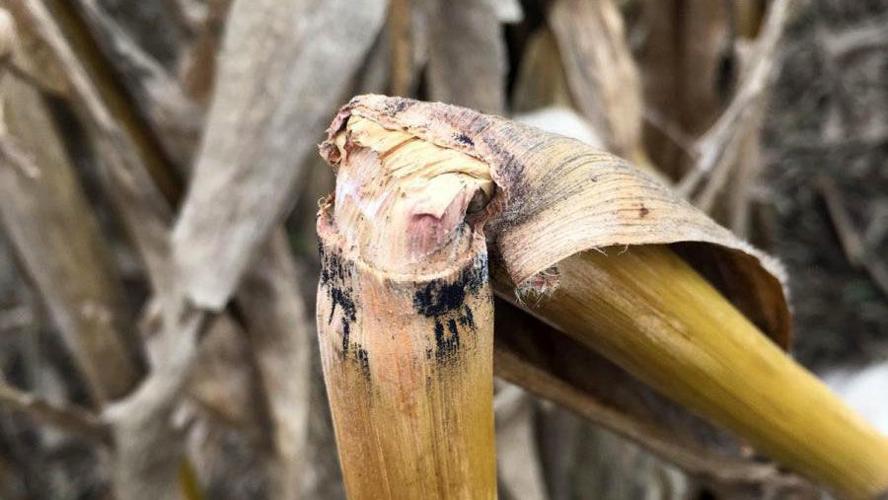 Stalk rot impacts yield, requires special attention