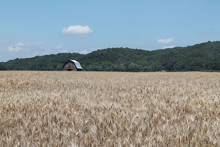 Stunted crops mean falling Canada wheat harvest amid dryness