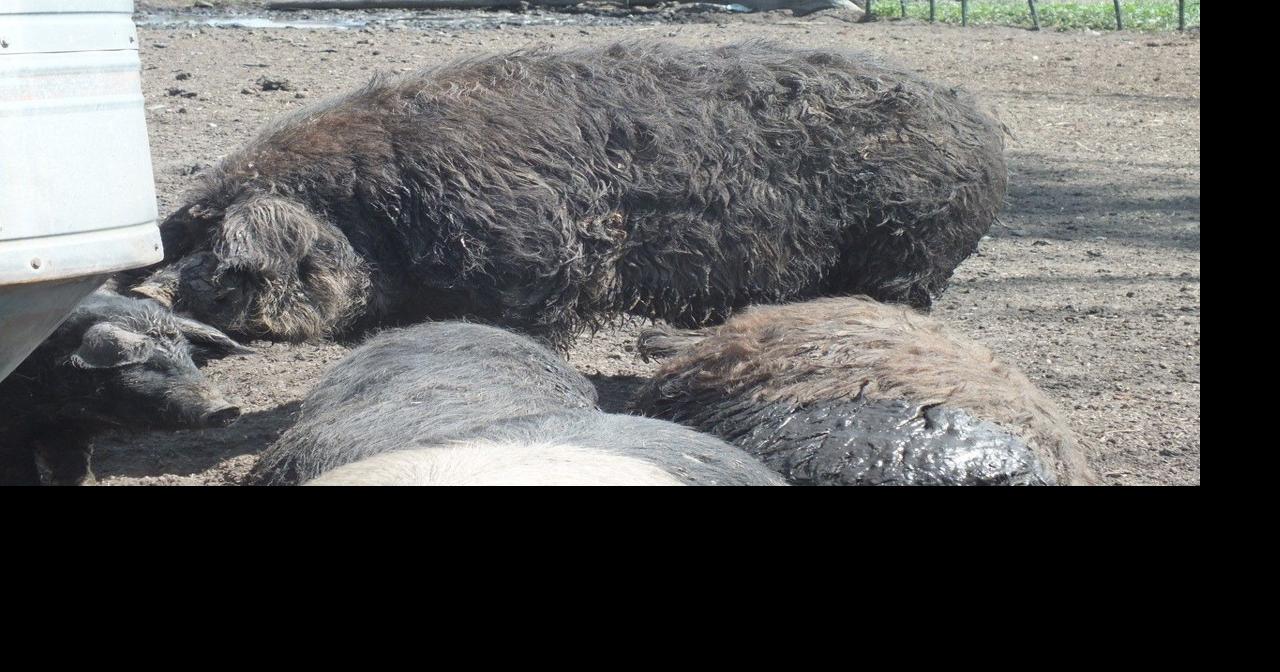 Fat pigs with wool coats? Call them Mangalitsa