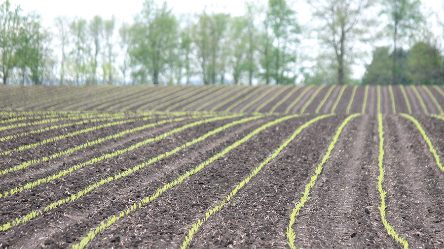 Positive signs for corn planting