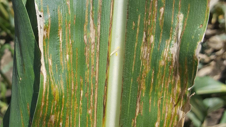 Researchers seek answers to bacterial leaf streak