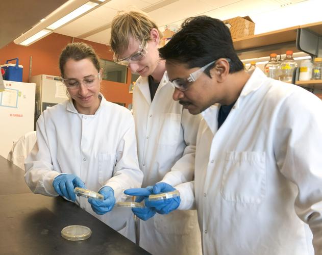 UW develops biofertilizing bacterium UW develops biofertilizing bacterium