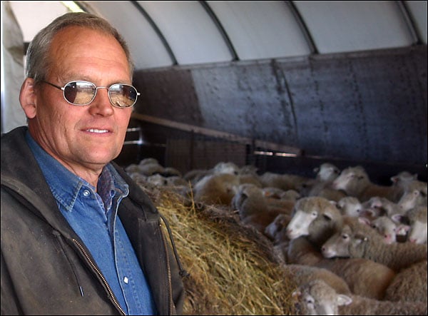 Approaching winter requires attention to rams