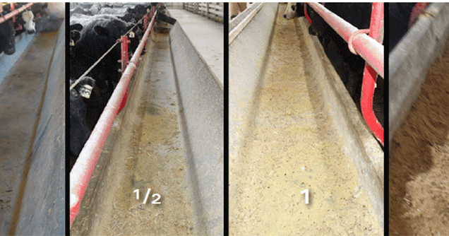 Managing the feed bunk for improved cattle performance