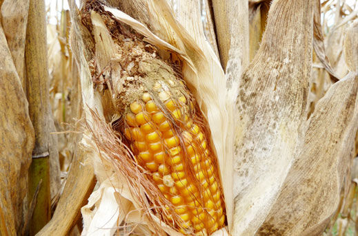 Fighting fungus with fungus