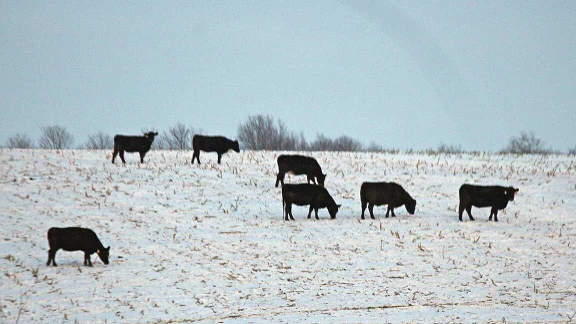 Producers prep cows for the rugged months