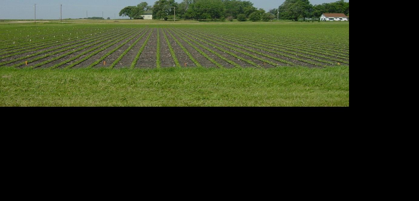 Coalition helps farmers fight yield-robbing soybean cyst nematode