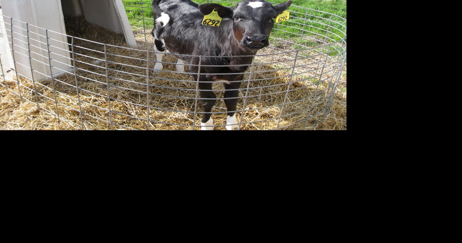 Product tested for normalization of stools in calves