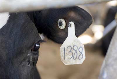 Vet Report: Changes coming in cattle identification