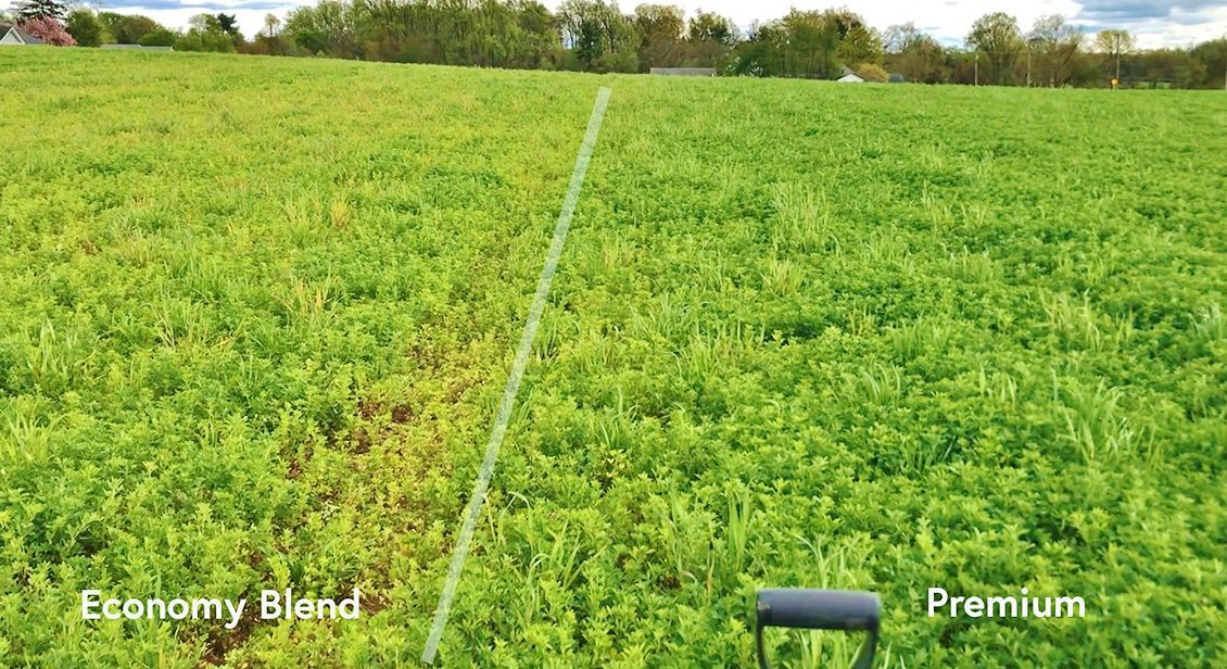 Choose alfalfa varieties wisely