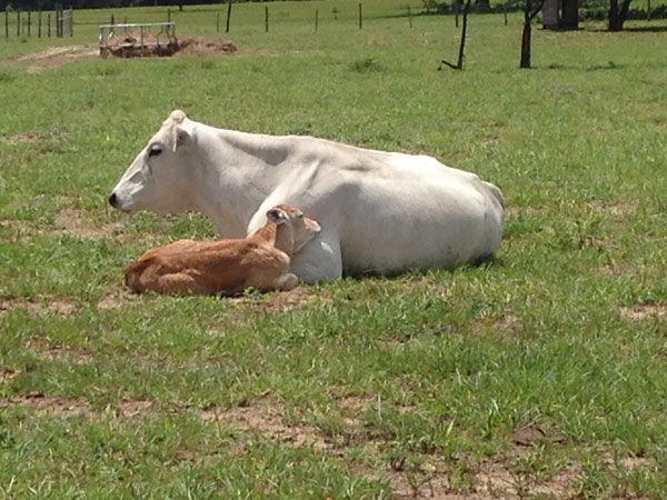 Beef Breeds: Chianina