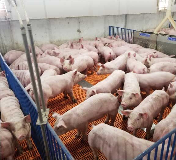 Researchers develop tests to detect ASF