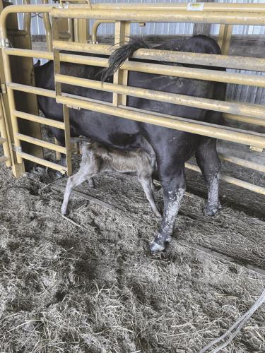 Through summer heat, dry conditions, farmers take it one day at a time