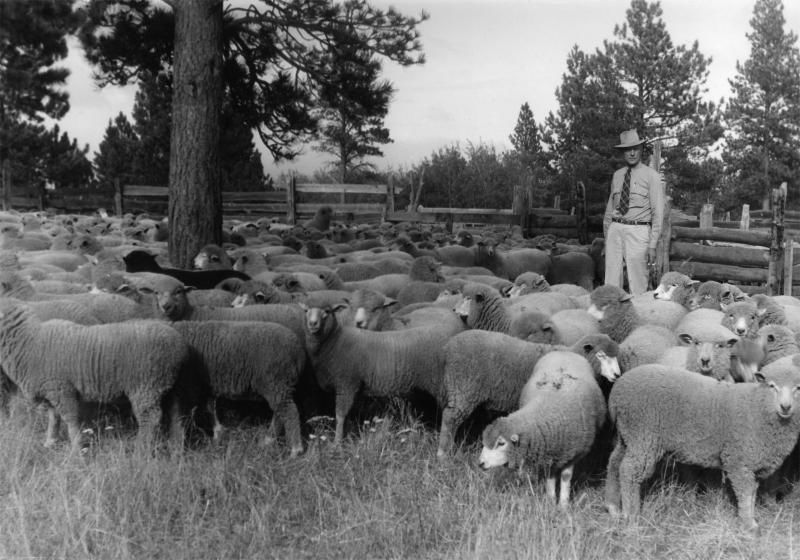 Ranch family to share history of sheep in South Dakota