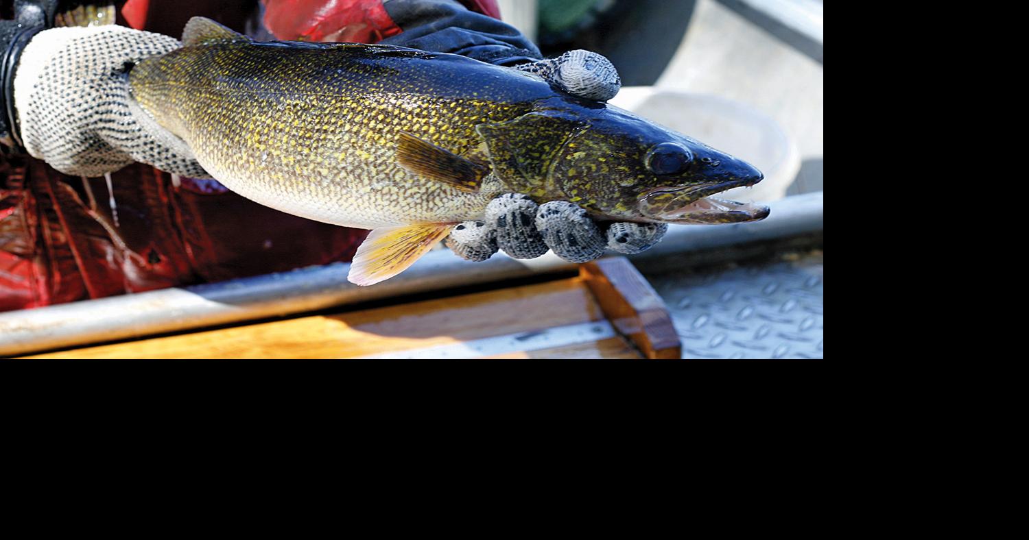 Getting closer to locally raised walleye