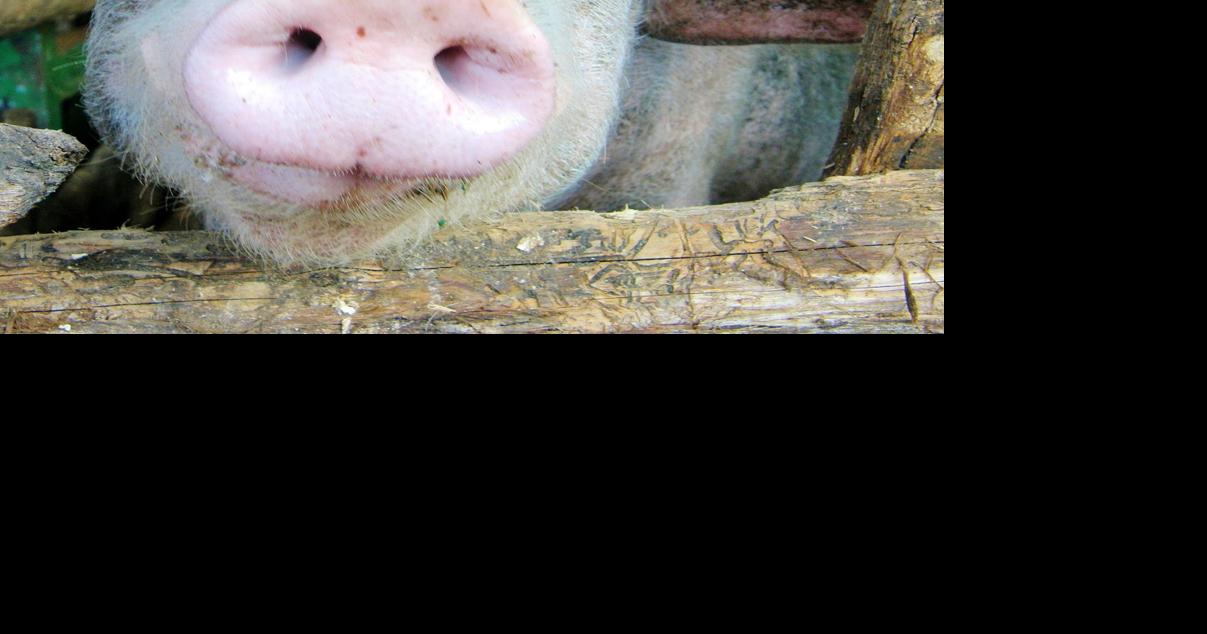 Pig welfare increases in Iceland