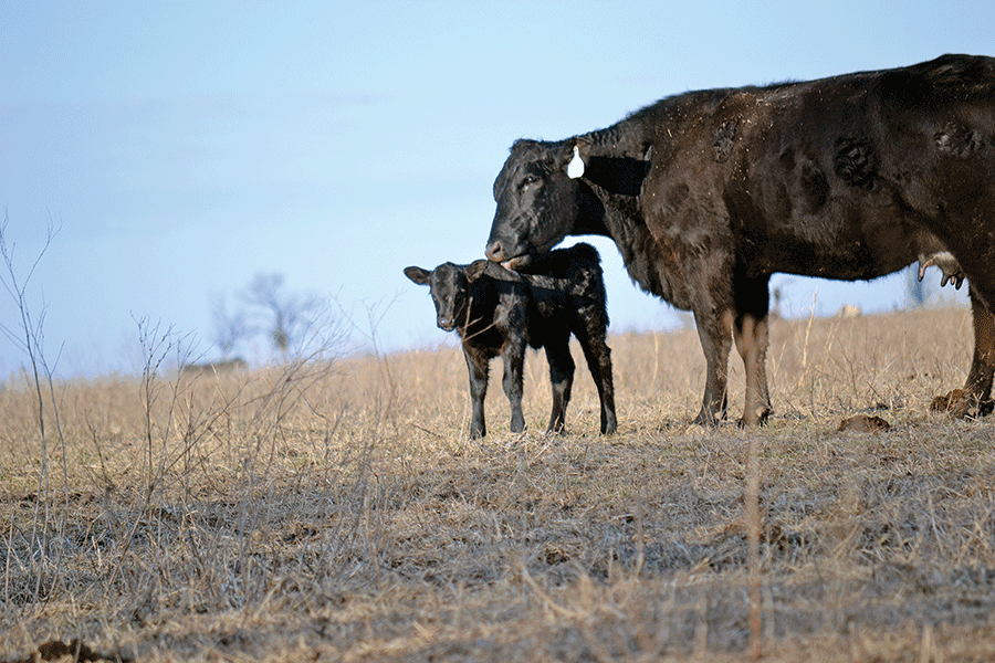 ‘Three Qs’ crucial to early calf care