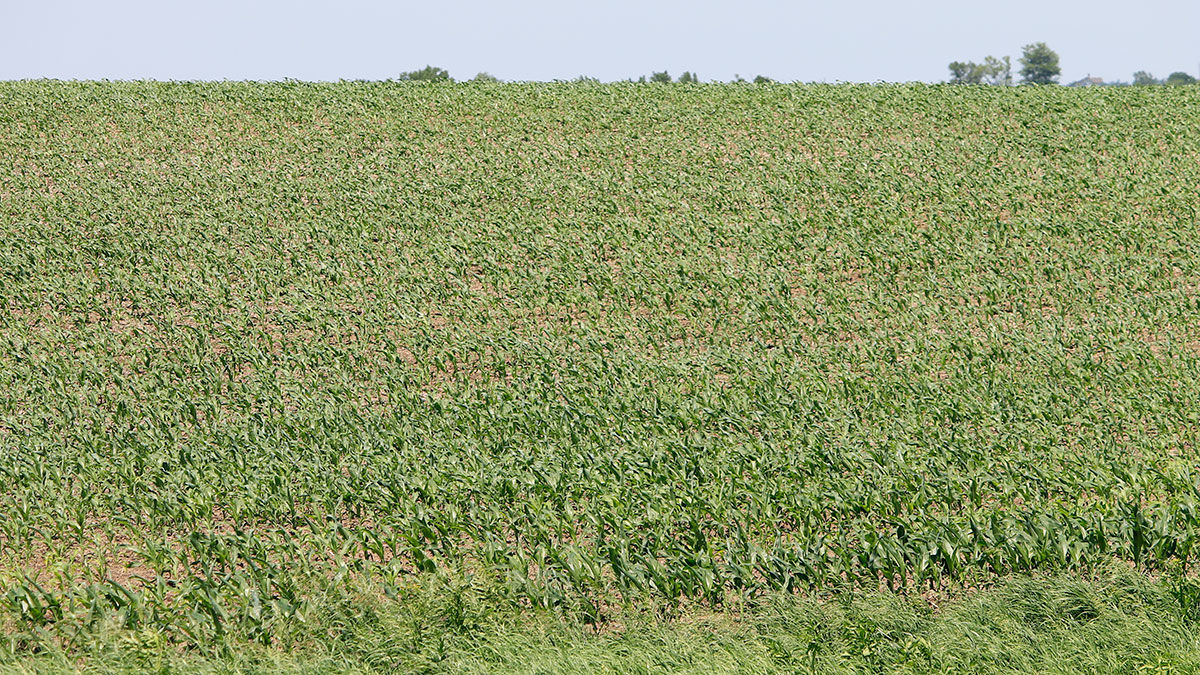 Iowa crops planted quickly, but growth slows