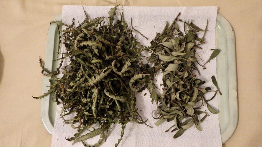 Forage comforting tea from forest, fields