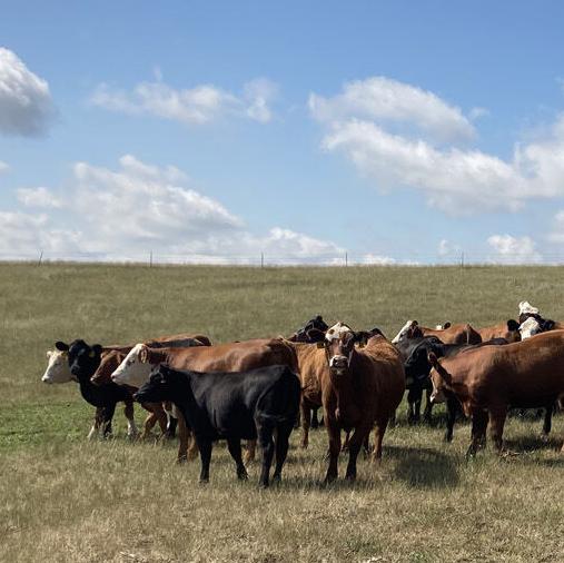 INHERIT Select helps producers with selection, breeding decisions