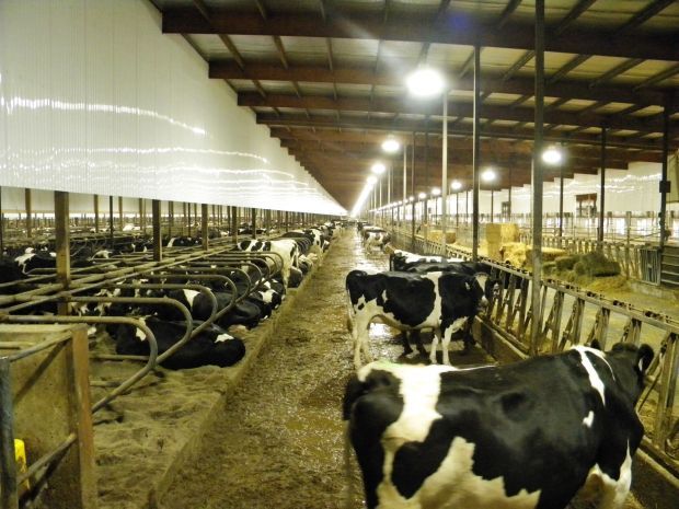 Cross ventilated barns impact animal health