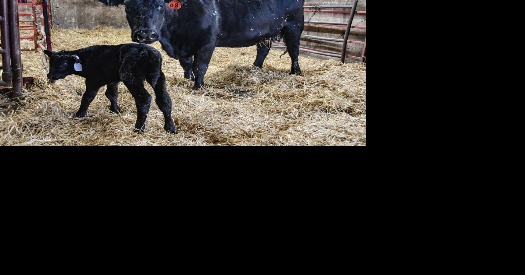 Beef outlook reflects border closure