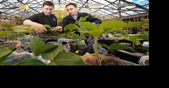 Genes discovered that control soybean traits