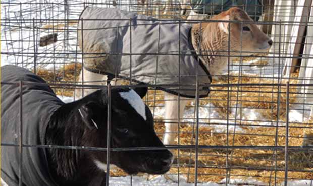 A weather forecast for livestock: New tool helps predict cattle stress