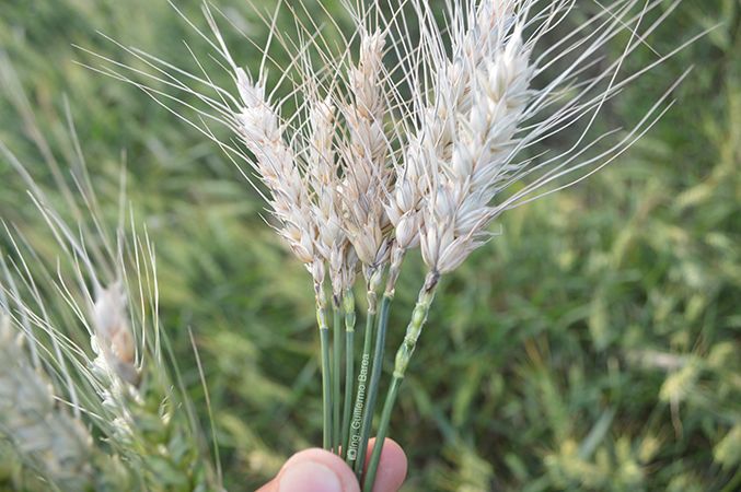 Wheat blast stores genes for re-attack