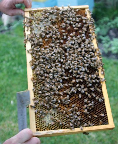 Beekeeper finds creative ways to cook with honey