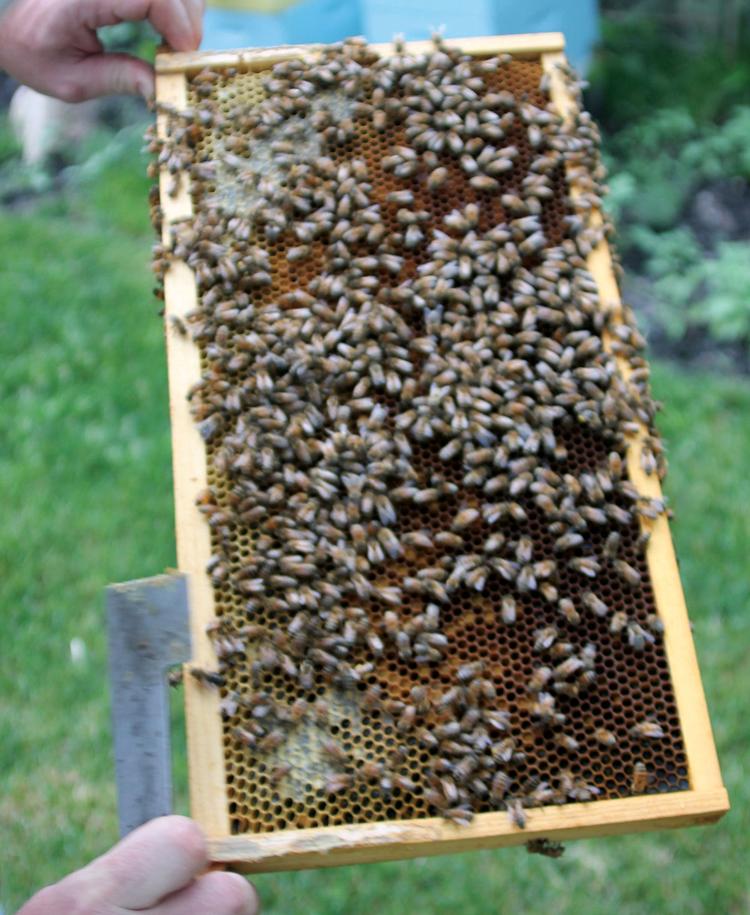 Beekeeper finds creative ways to cook with honey