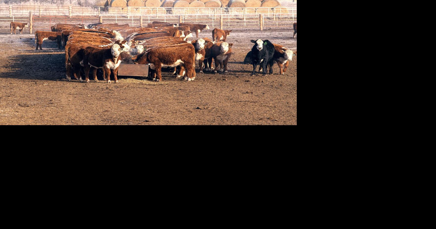 Tips To Successfully Control Cattle Lice