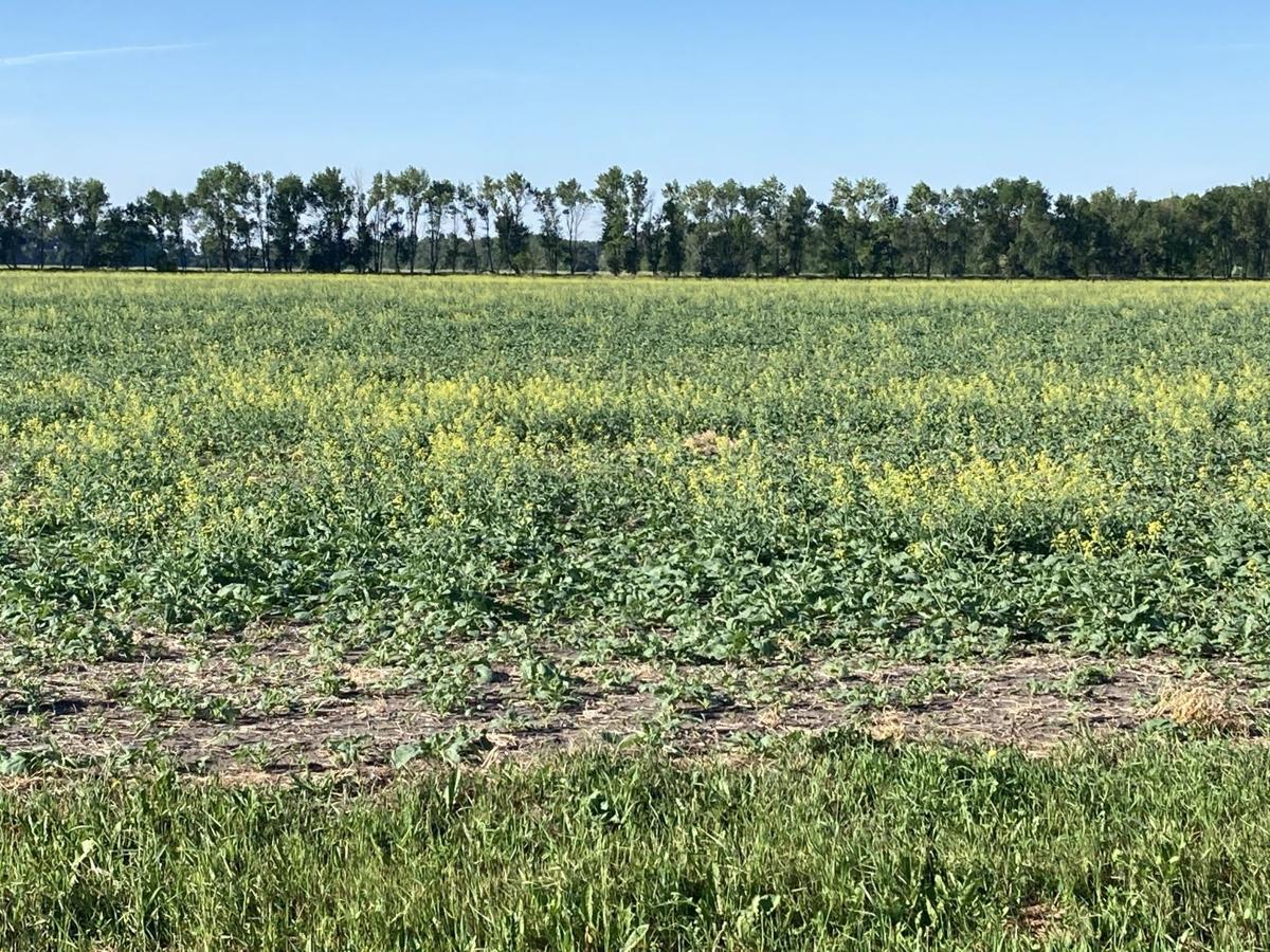 Drought-stressed canola possible forage