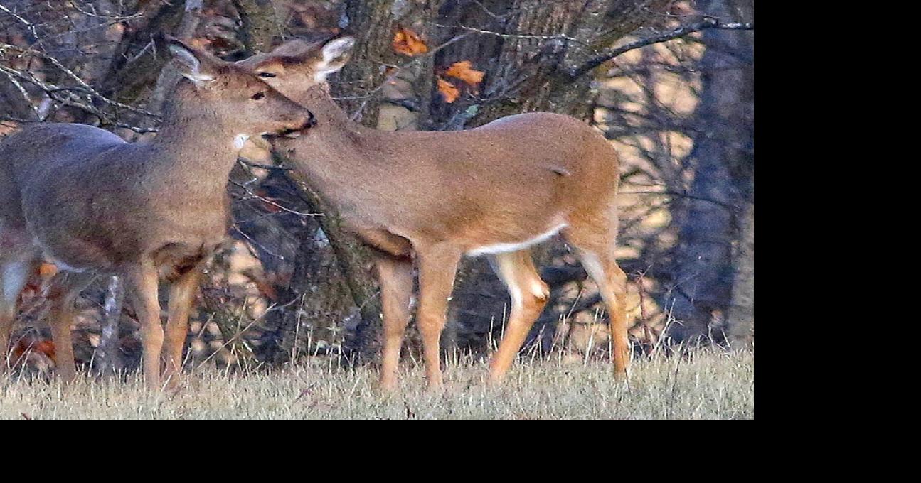 Nominate ethical hunters for award