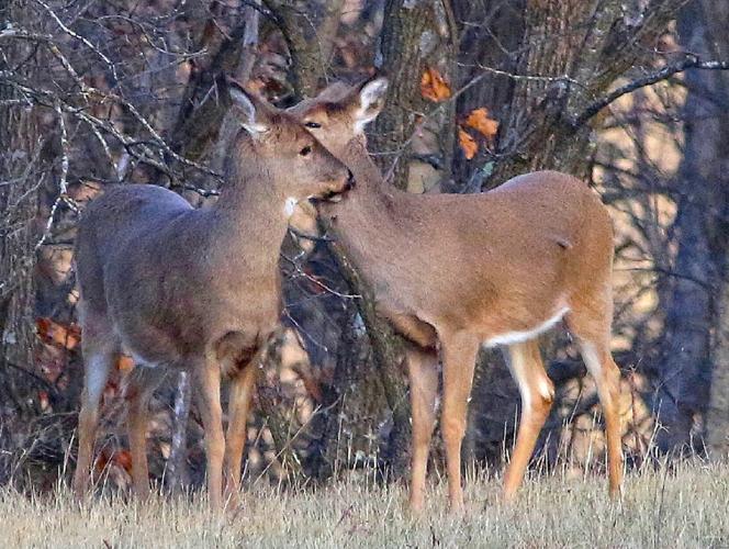 Nominate ethical hunters for award