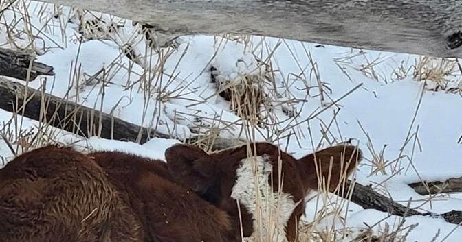 Wicks family uses targeted feed to help cattle during extreme cold snap