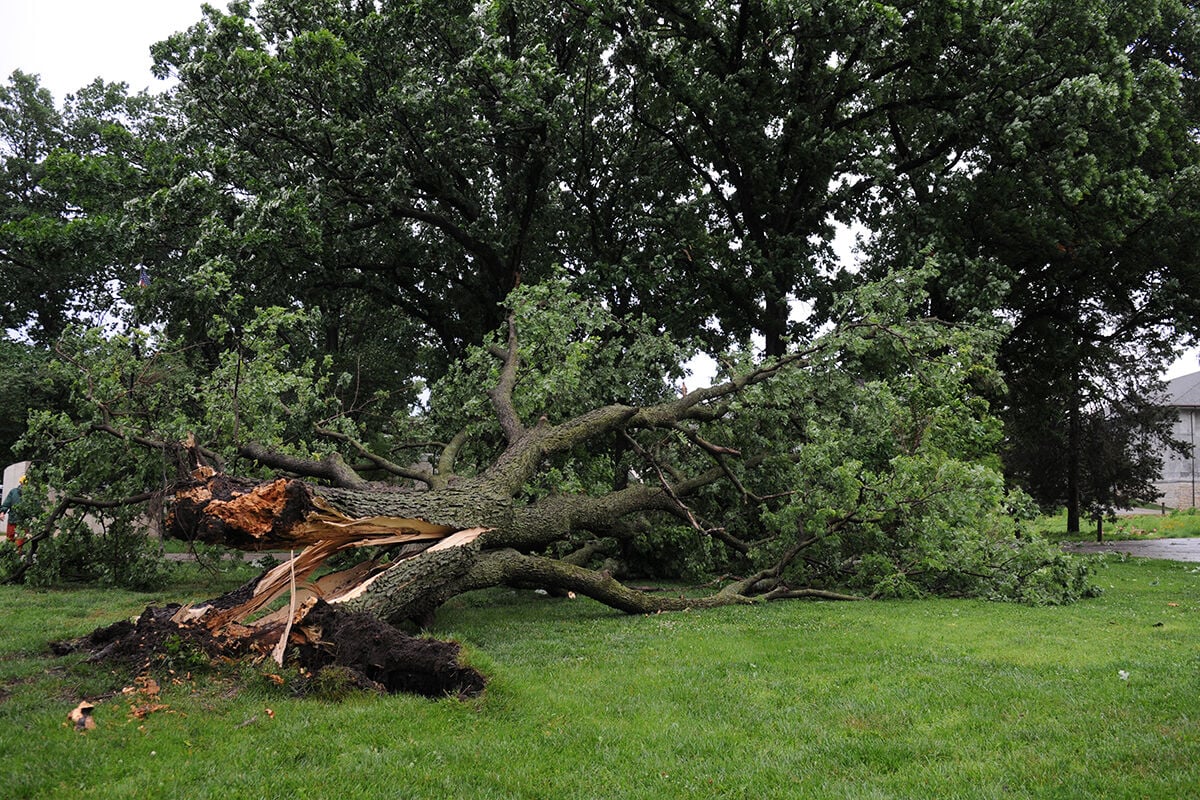 High winds not always to blame for toppled trees